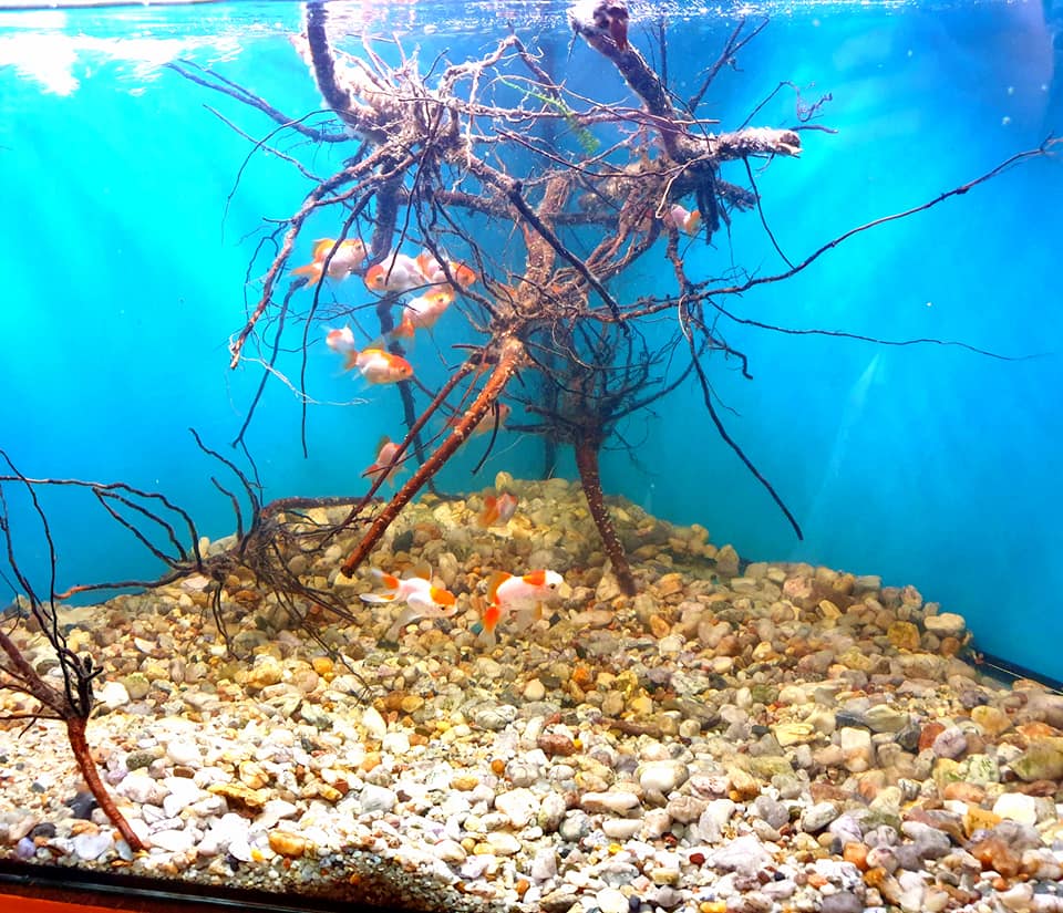 Ryby akwariowe w Nowym Dworze Mazowieckim. Projekt terrarium dla Gekona ...